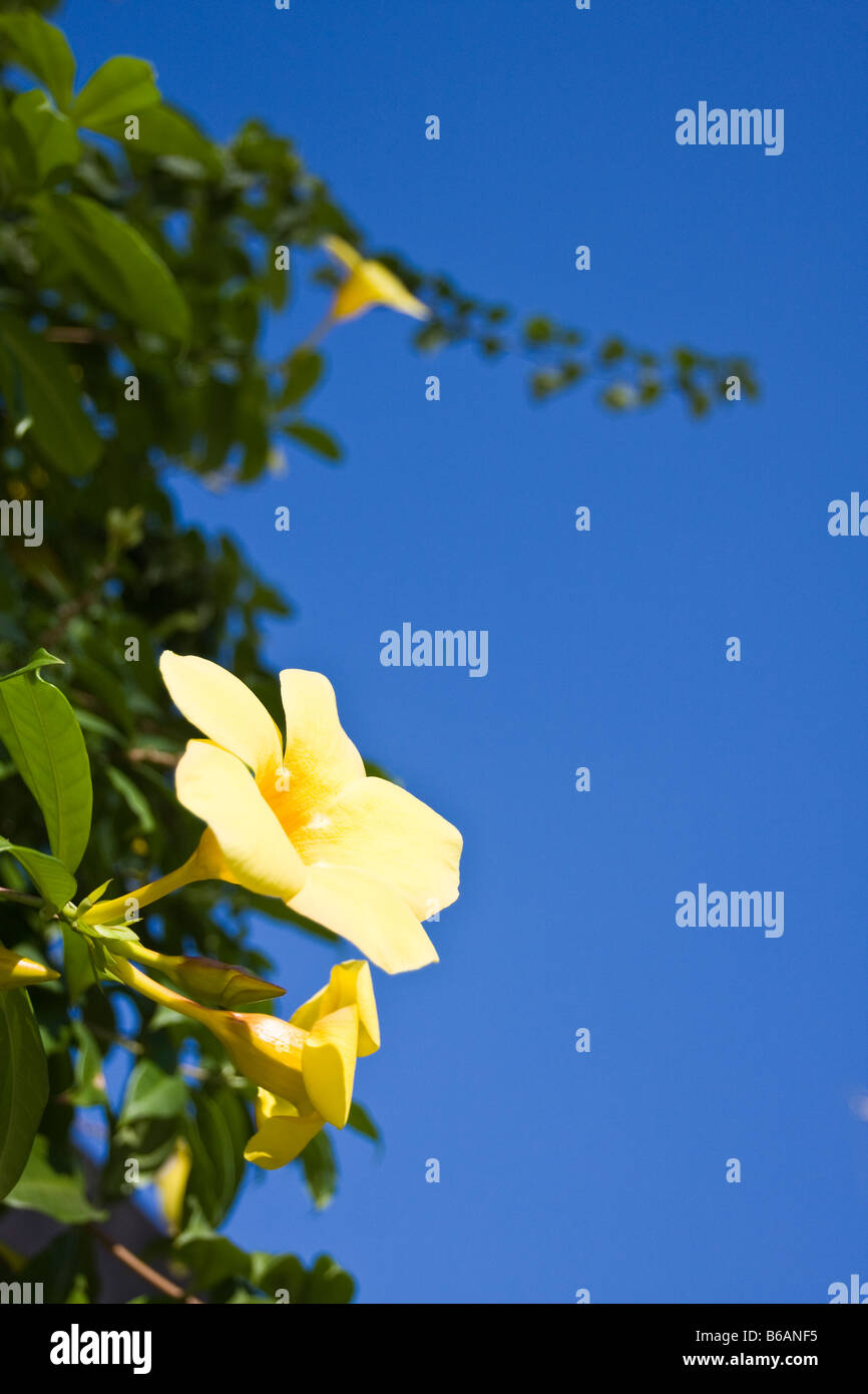 Flora of taiwan hi-res stock photography and images - Alamy
