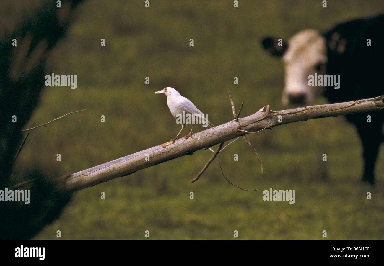 Albino Australian magpie Stock Photo - Alamy