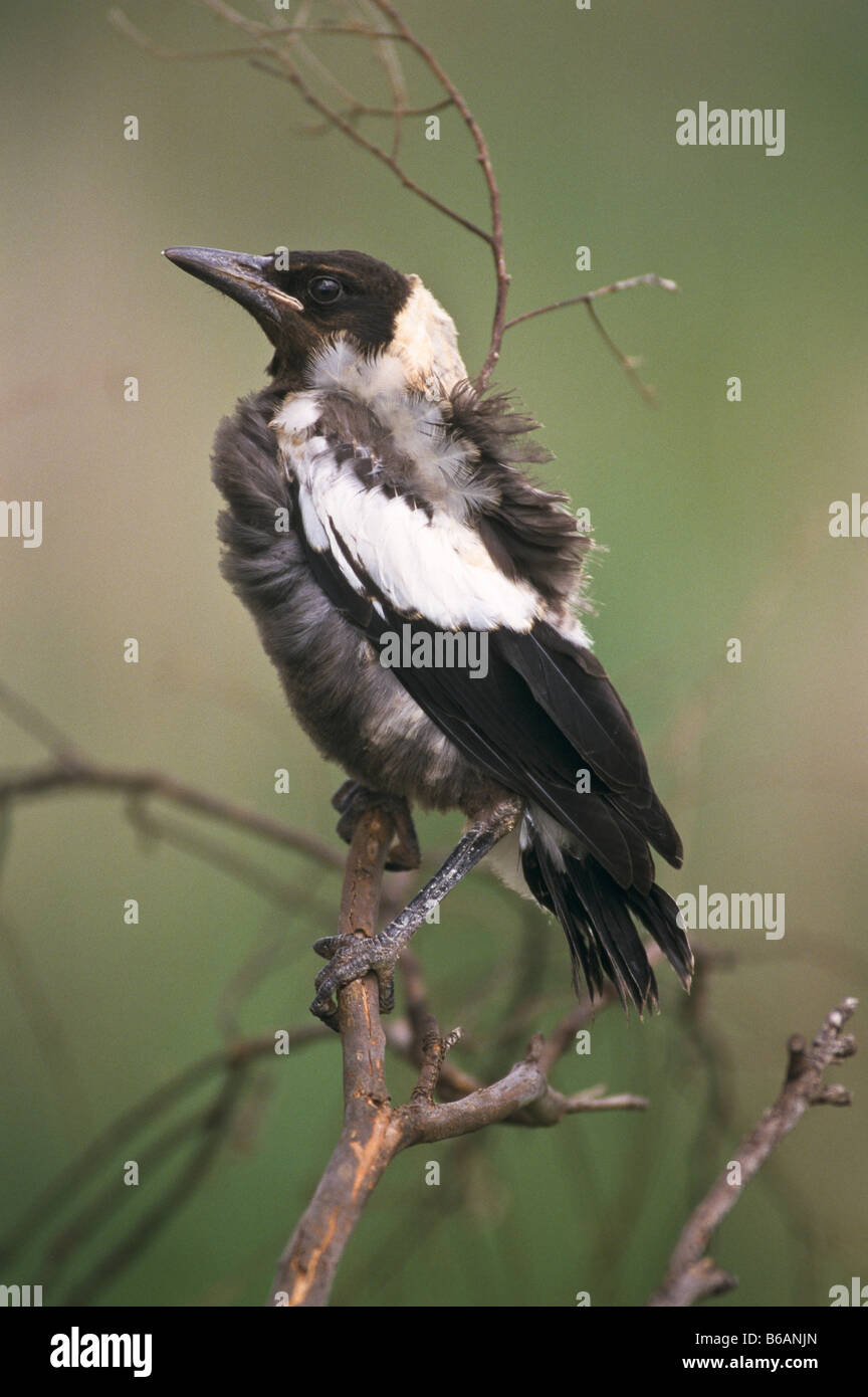 Magpie fledgling hi-res stock photography and images - Alamy