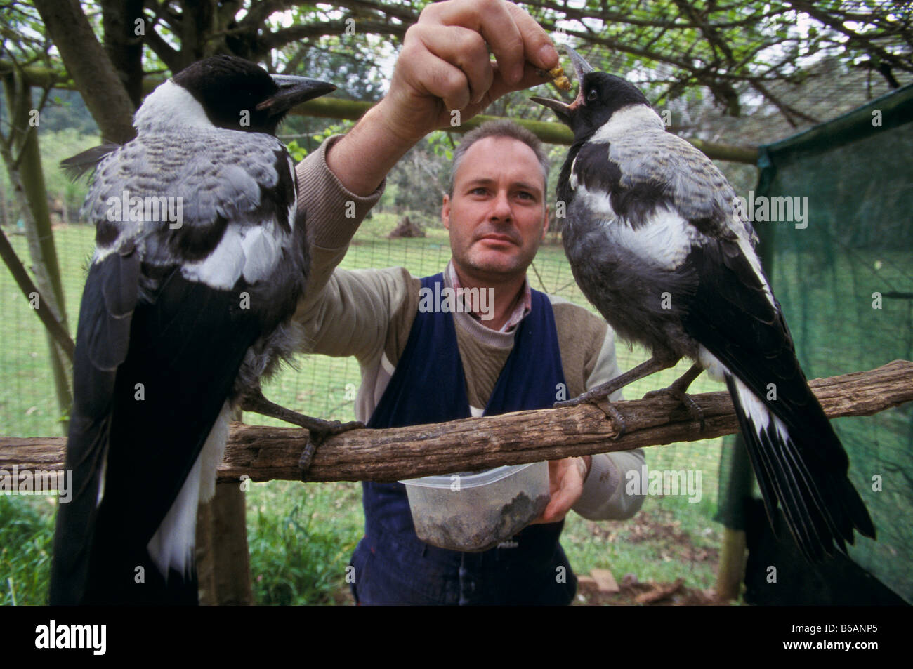 Australian magpies feeding hi-res stock photography and images - Alamy