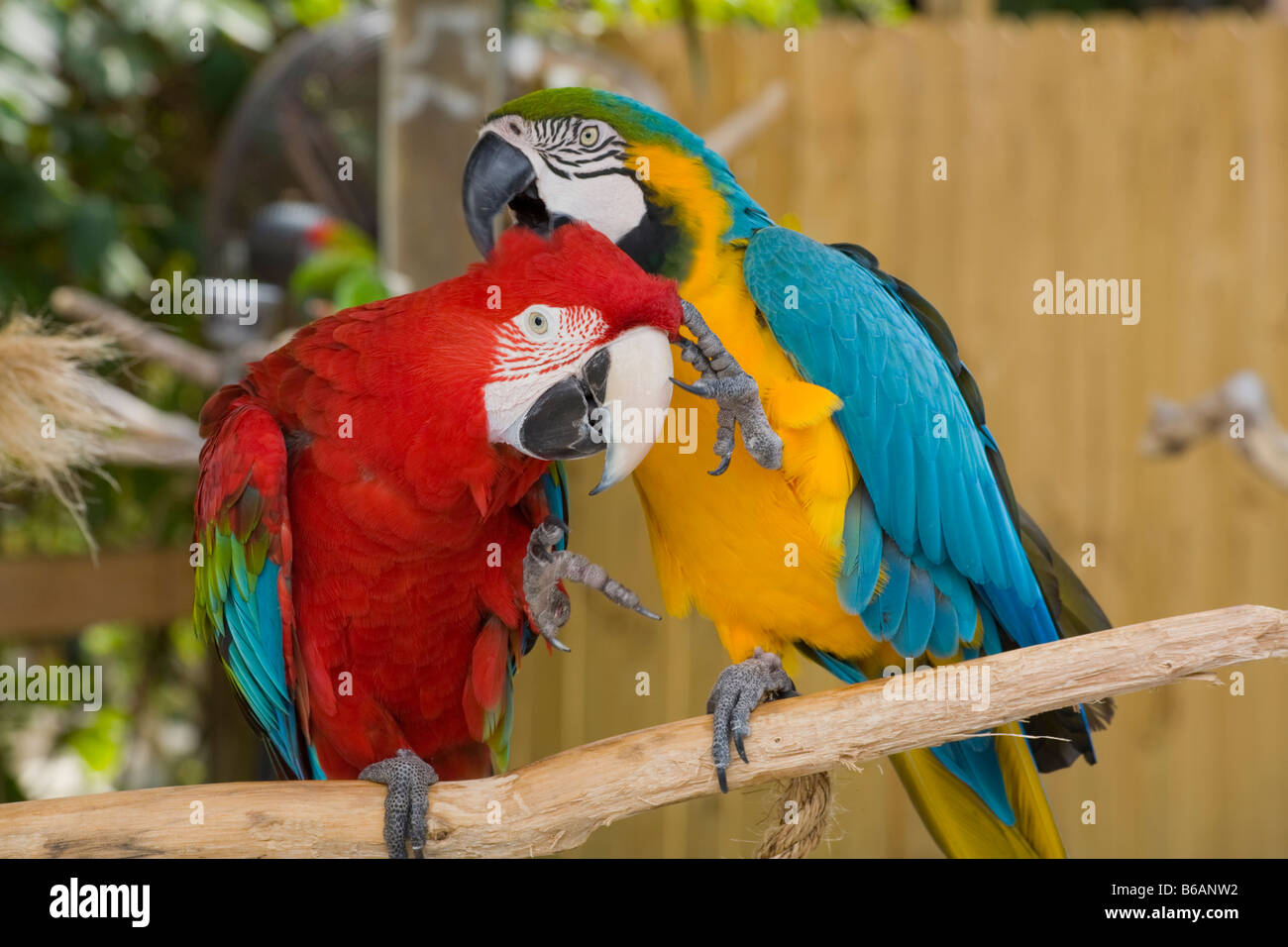 Blue and Yellow Macaw groomimg Scarlet Macaw in the Sarasota Jungle ...