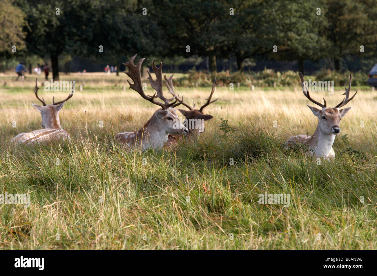 Fallow deer at richmond park in richmond hi-res stock photography and ...