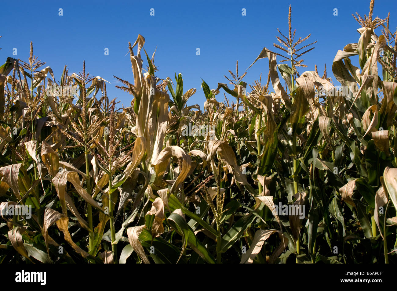 Close up of a cornfield on a sunny fall day Stock Photo - Alamy