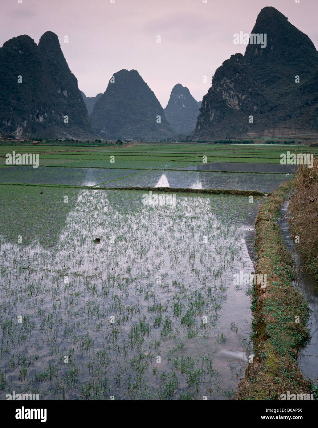 Rice fields by li river yangshuo hi-res stock photography and images ...