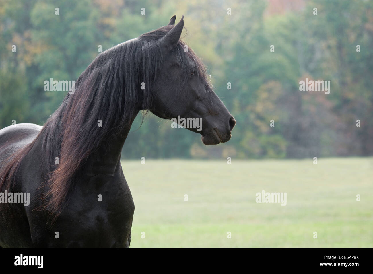 Friesian Horse Head Profile