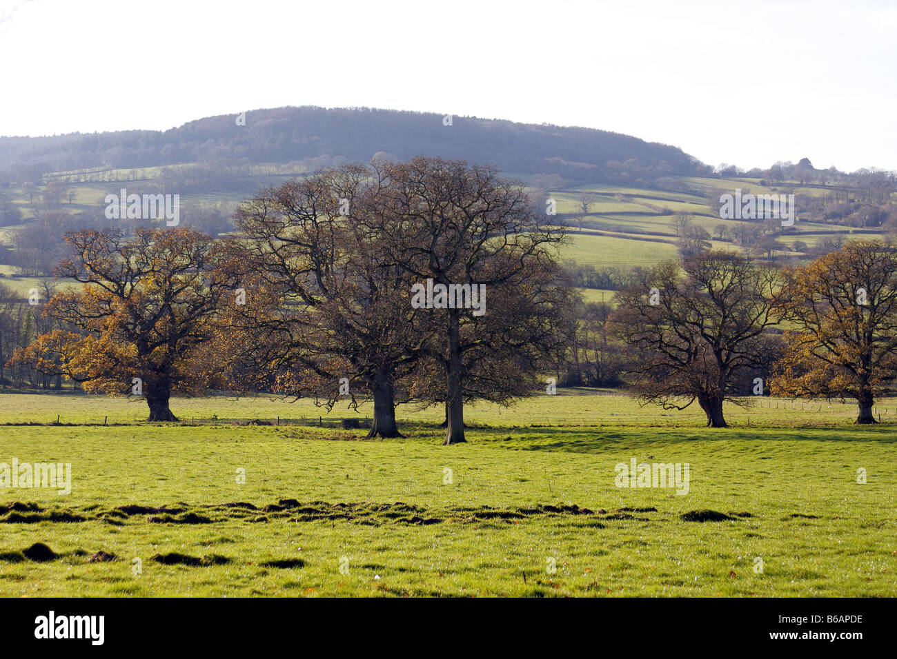 Ashill devon hi-res stock photography and images - Alamy