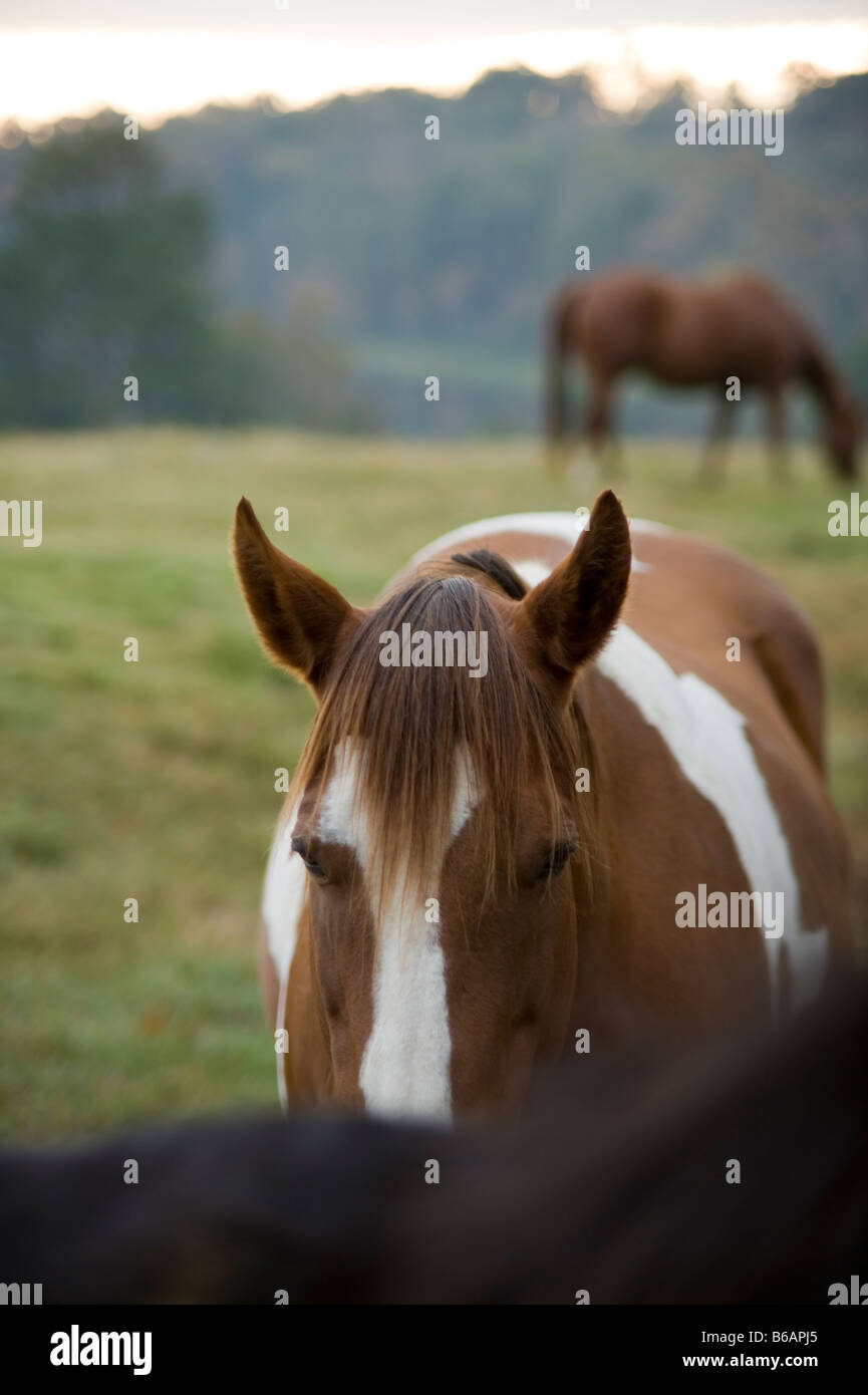 Horses in pasture at sunrise Stock Photo - Alamy