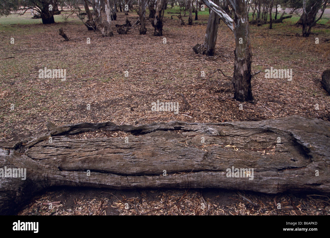 Aboriginal canoe tree, Australia Stock Photo - Alamy