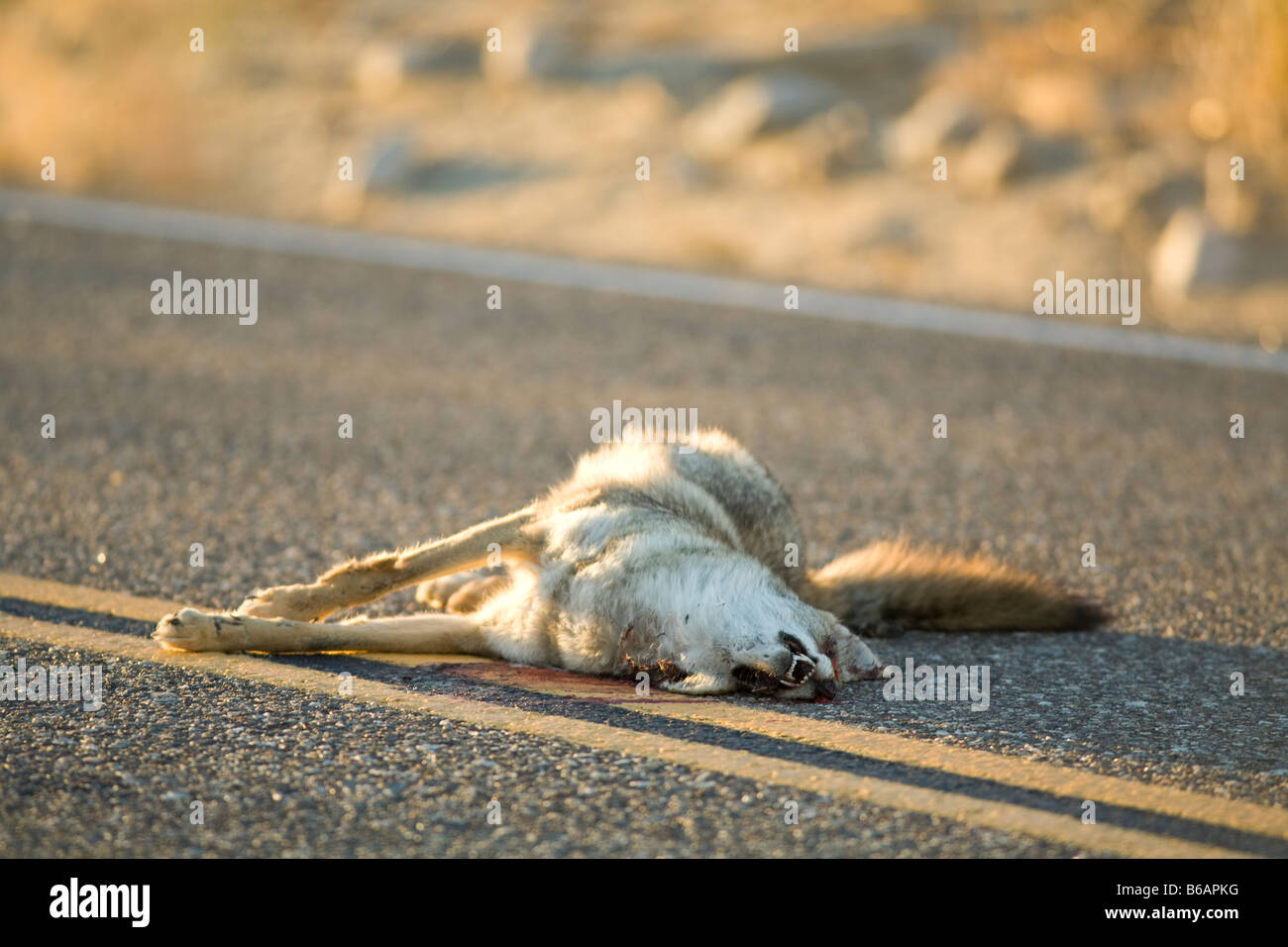 Coyote roadkill hi-res stock photography and images - Alamy