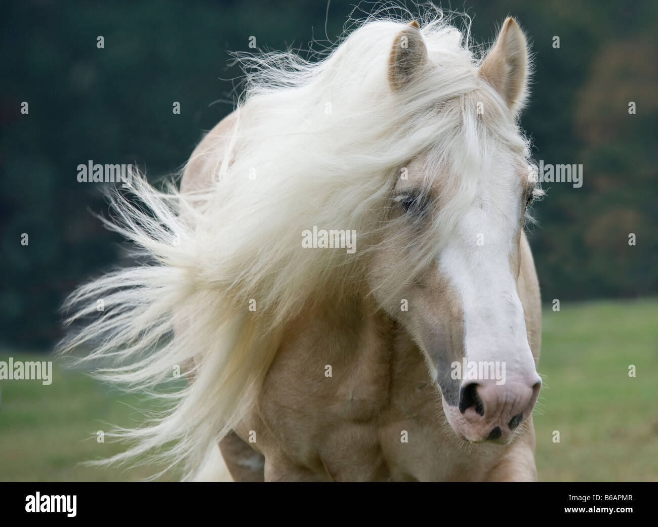 Gypsy Vanner Horse stallion Stock Photo - Alamy