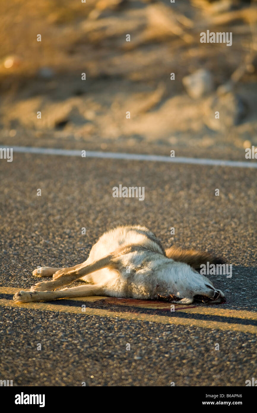 Roadkill wildlife hi-res stock photography and images - Alamy