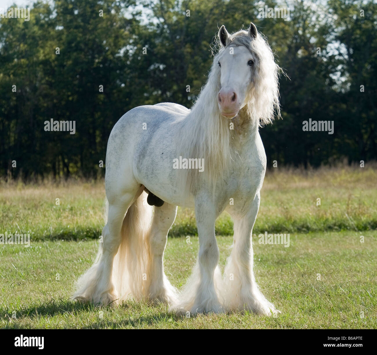 White gypsy stallion hi-res stock photography and images - Alamy