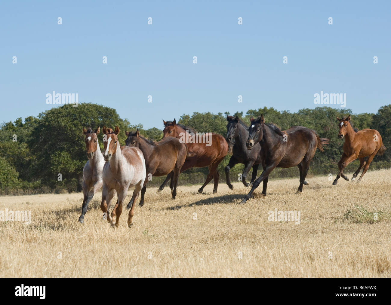Quarter horses running across hi-res stock photography and images - Alamy