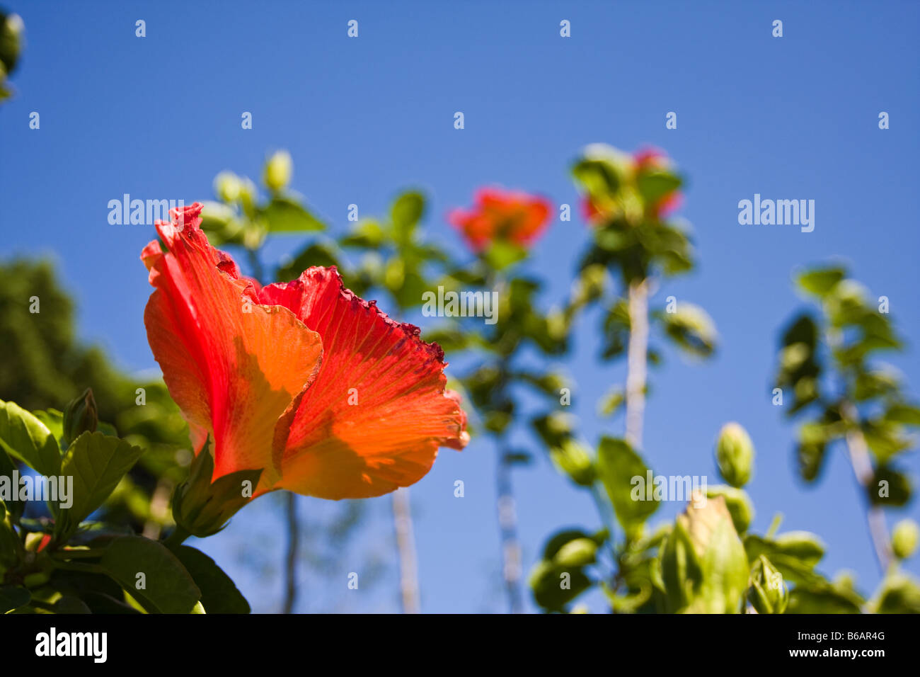 Taiwanese flora hi-res stock photography and images - Alamy