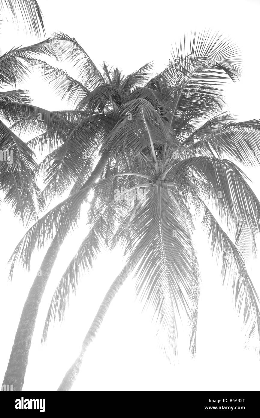 Barbados, Coconut Palms Stock Photo - Alamy