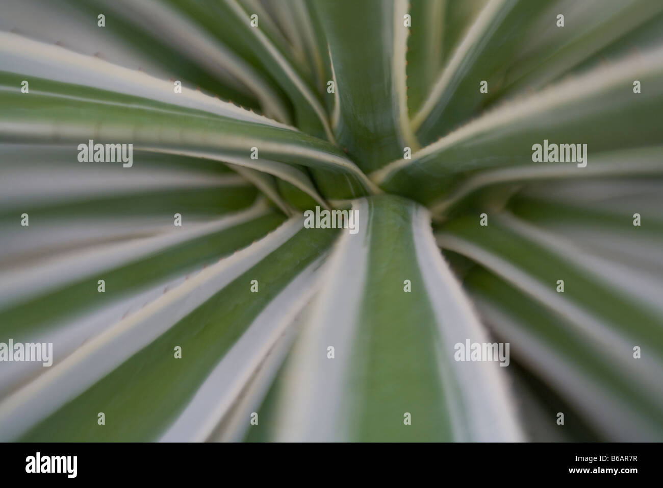 Pointy cactus hi-res stock photography and images - Alamy
