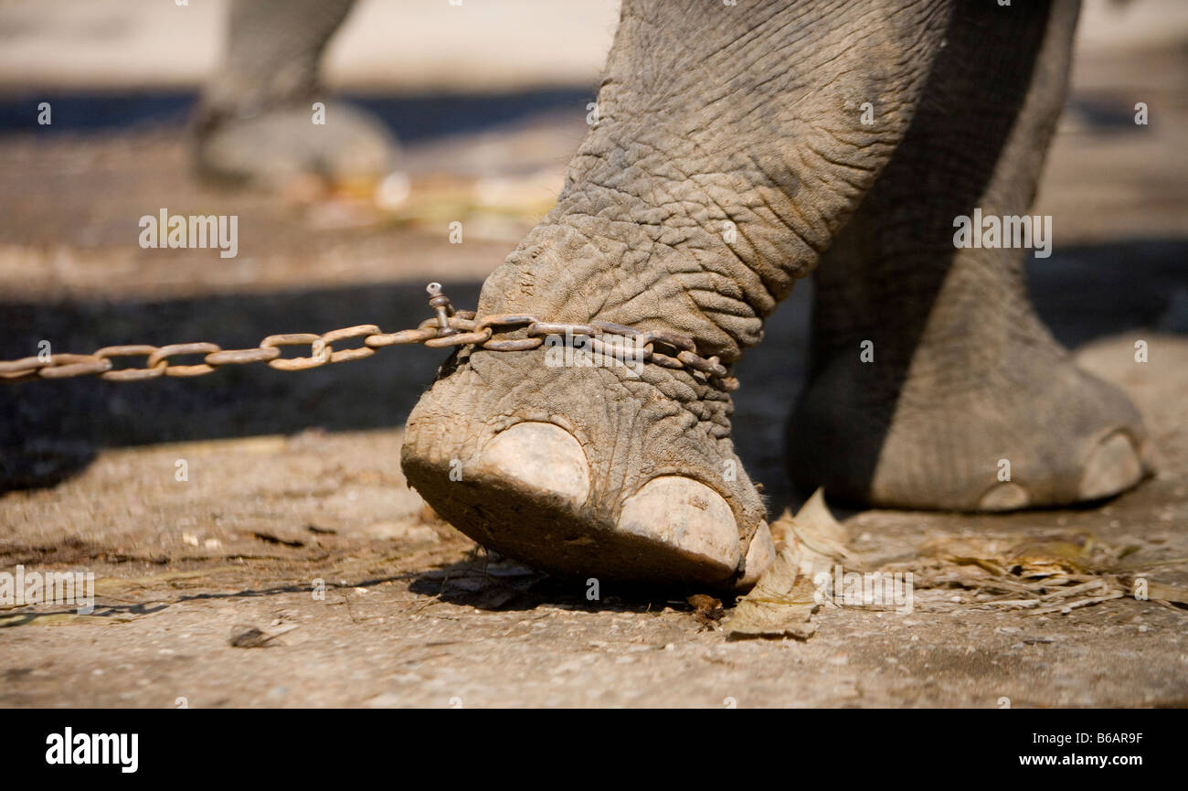 An elephants is chained up at a zoo in Burma Stock Photo - Alamy
