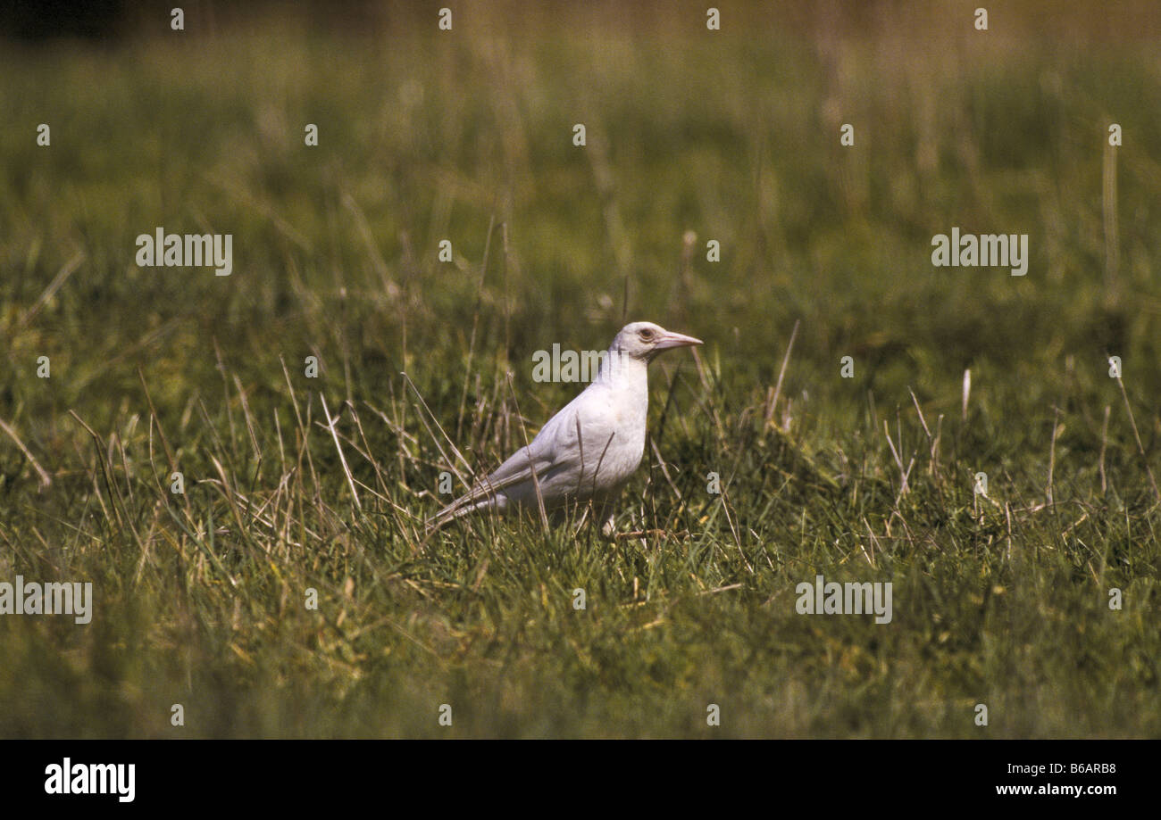 Albino Australian magpie Stock Photo - Alamy