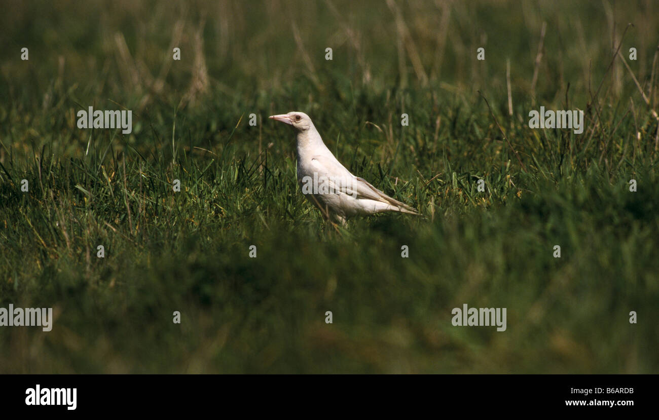 Albino profile view hi-res stock photography and images - Alamy