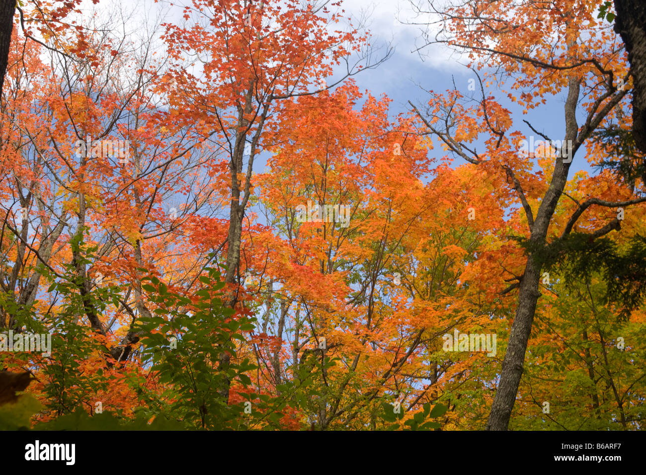 MI00088 00 MICHIGAN Autumn color in the forest of the Porcupine ...