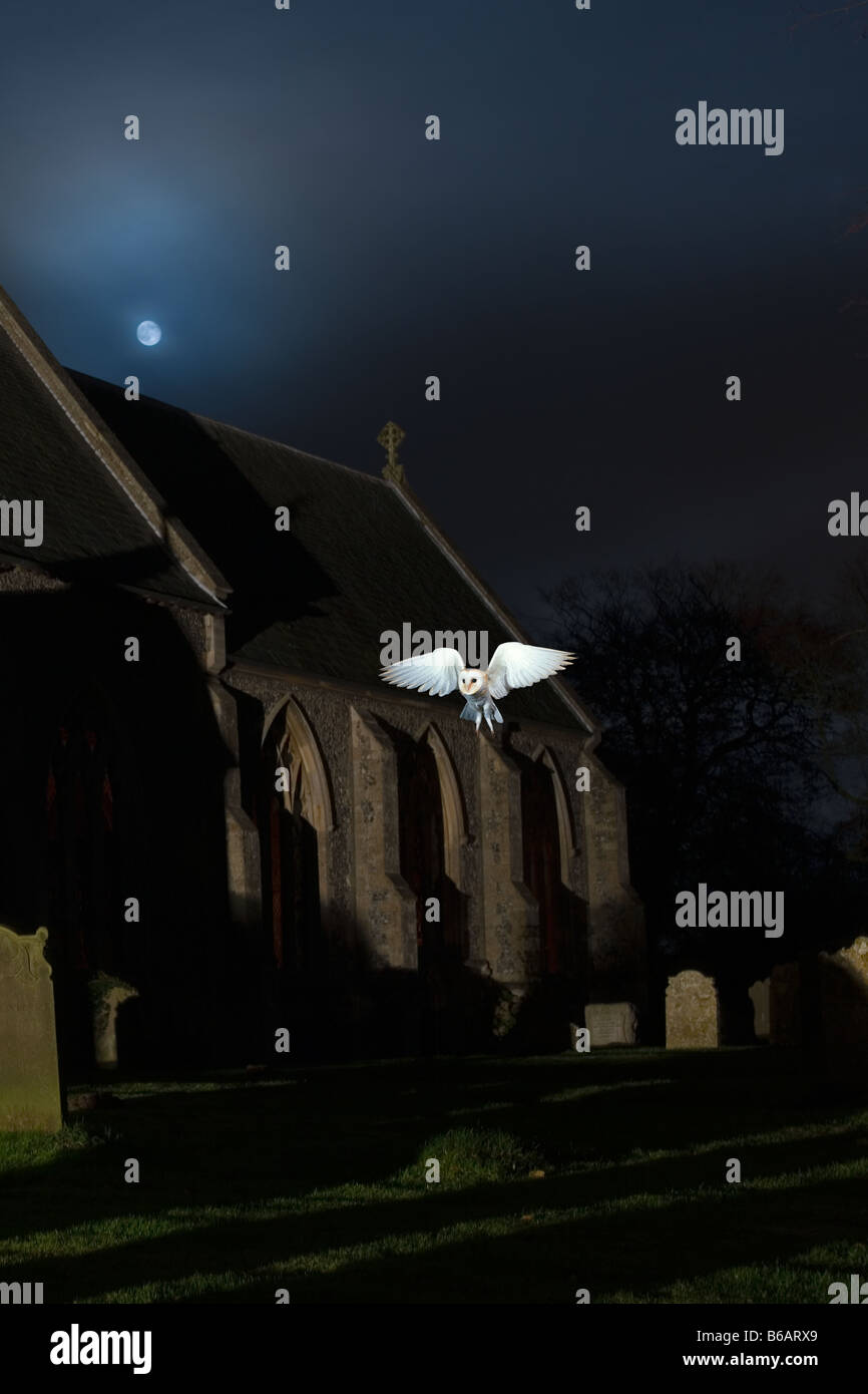 Barn Owl Tyto alba flying at night in churchyard Stock Photo - Alamy