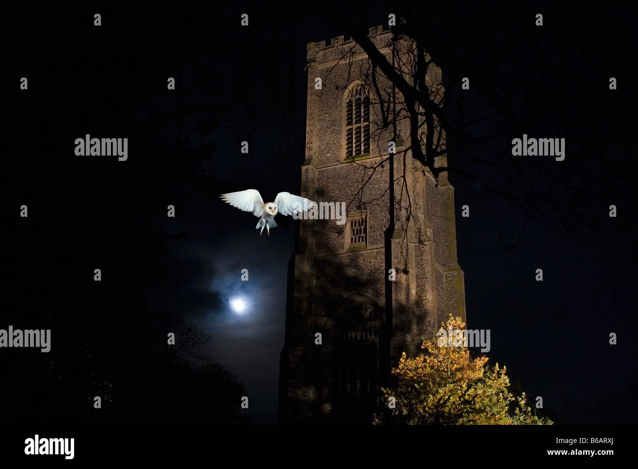 Barn Owl Tyto alba flying at night in churchyard Stock Photo - Alamy