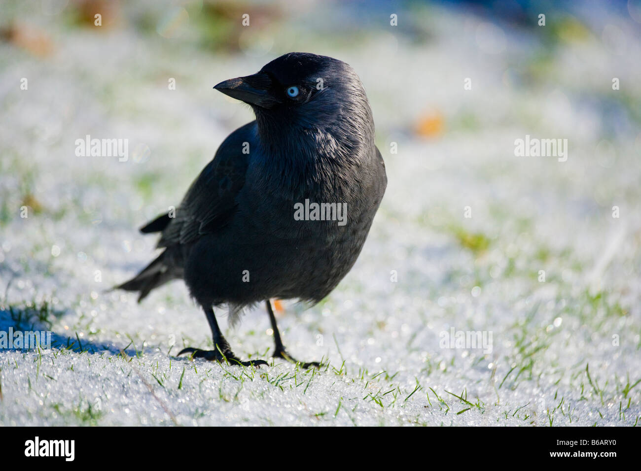 Jackdaw head feathers hi-res stock photography and images - Alamy