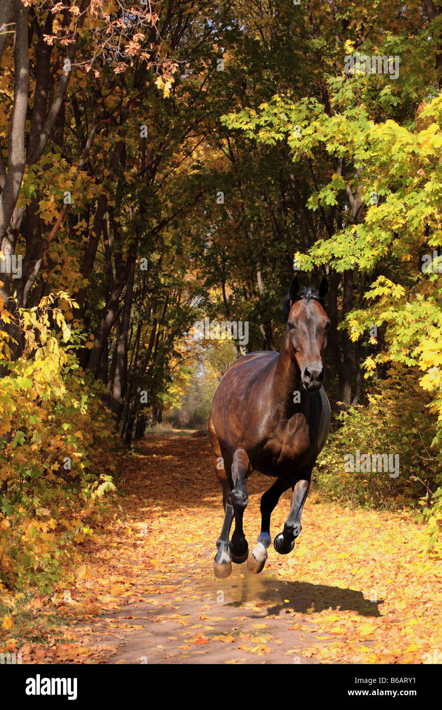 Gallop horse in autumn woods Stock Photo - Alamy