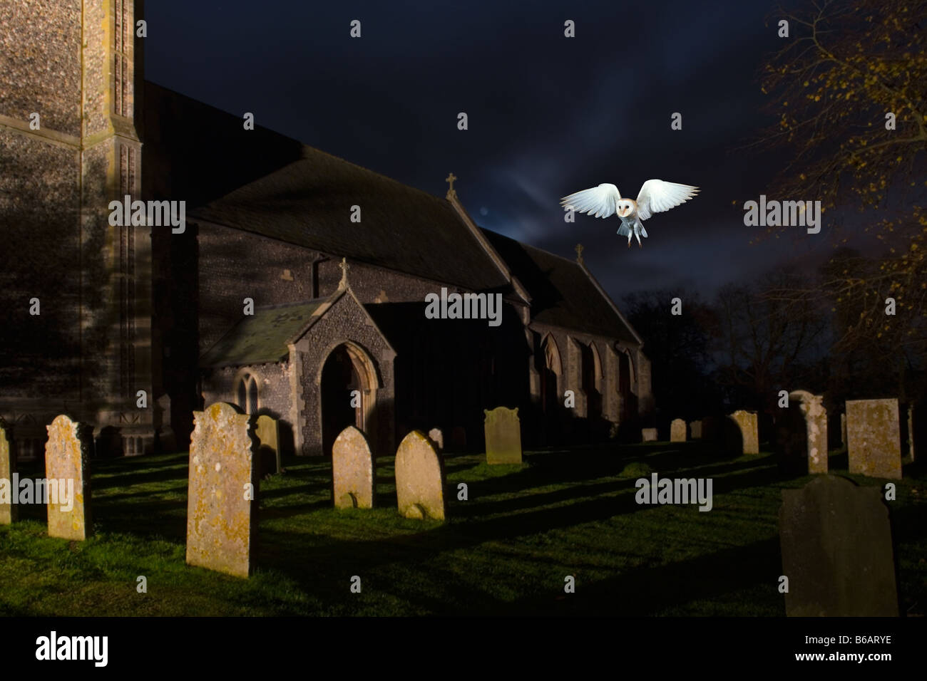 Barn Owl Tyto alba flying at night in churchyard Stock Photo - Alamy