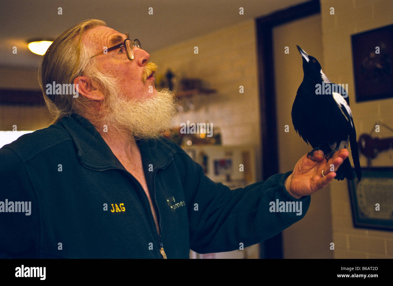 Australian magpie singing hi-res stock photography and images - Alamy