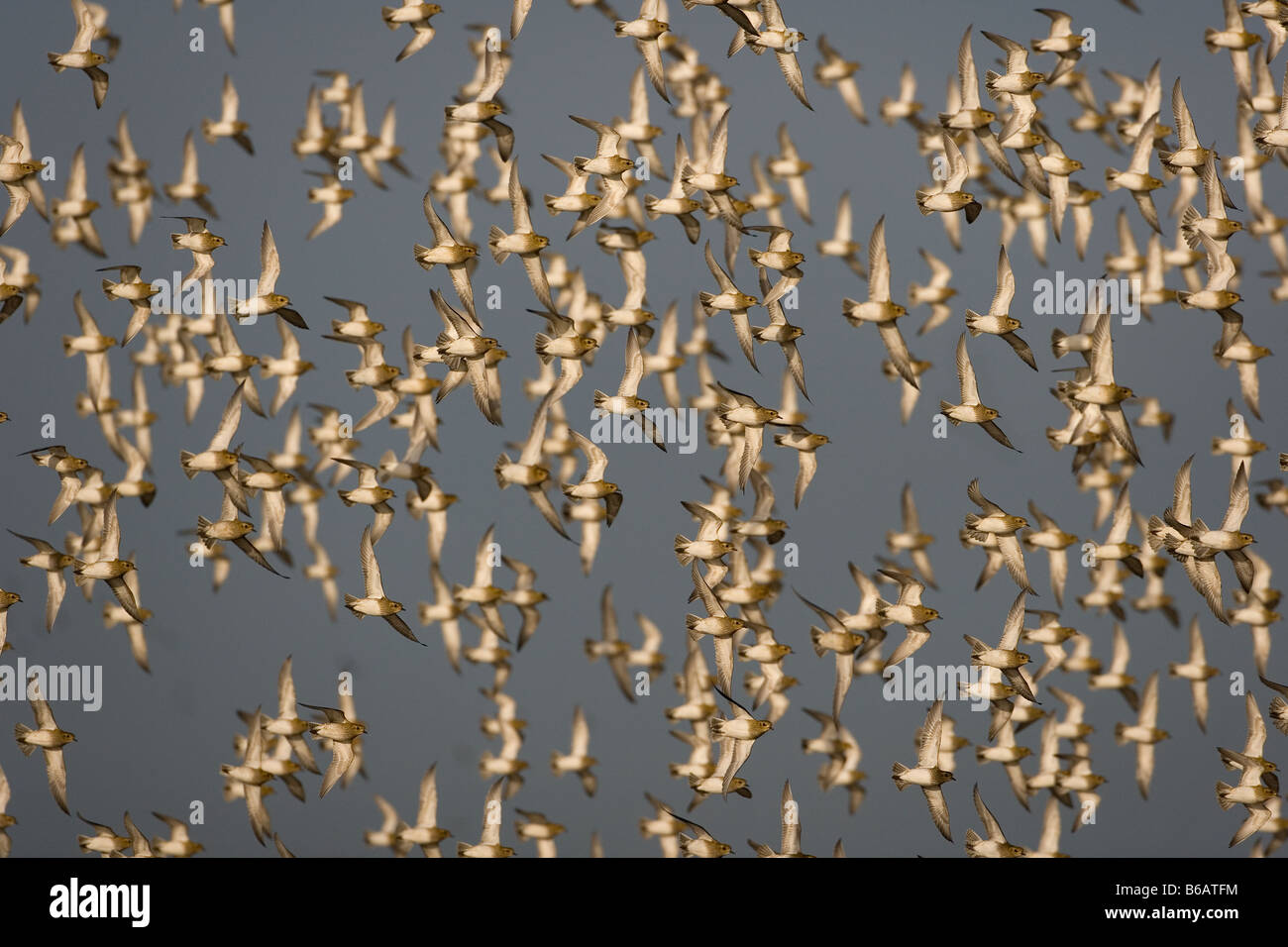 Golden Plover Pluvialis apricaria flock in flight over Cley nature ...