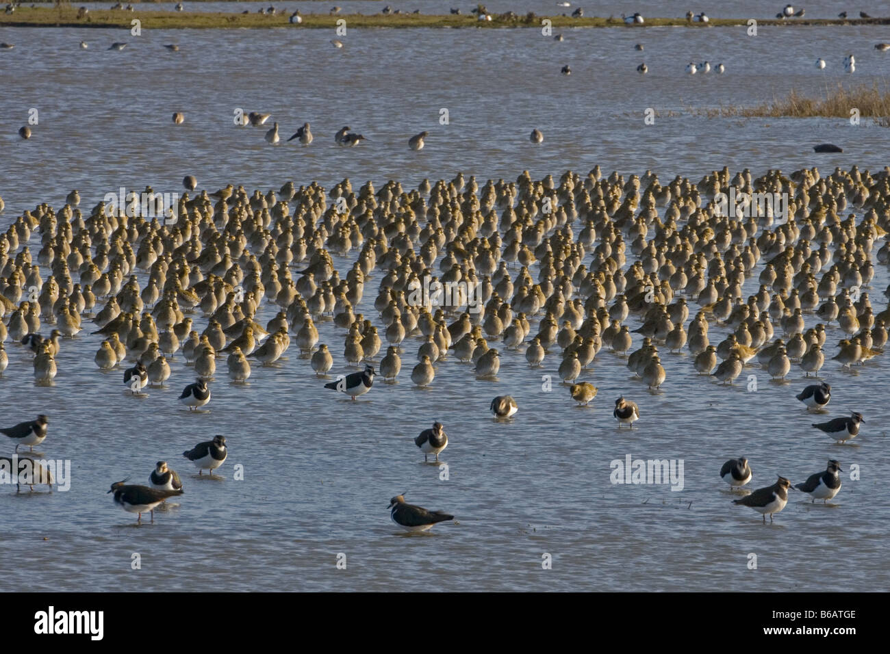 Golden Plover Pluvialis apricaria Flock Cley Norfolk Autumn Stock Photo ...