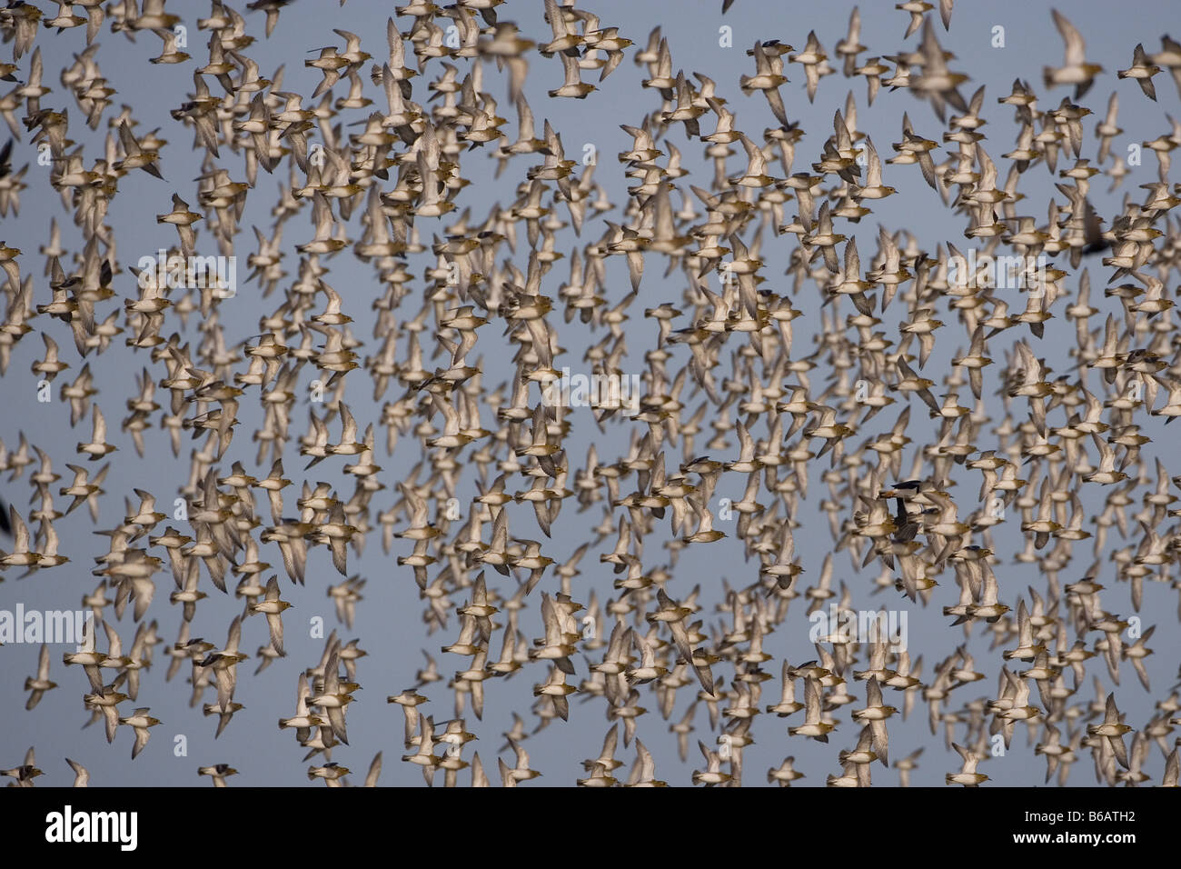 Golden Plover Pluvialis apricaria flock in flight over Cley nature ...