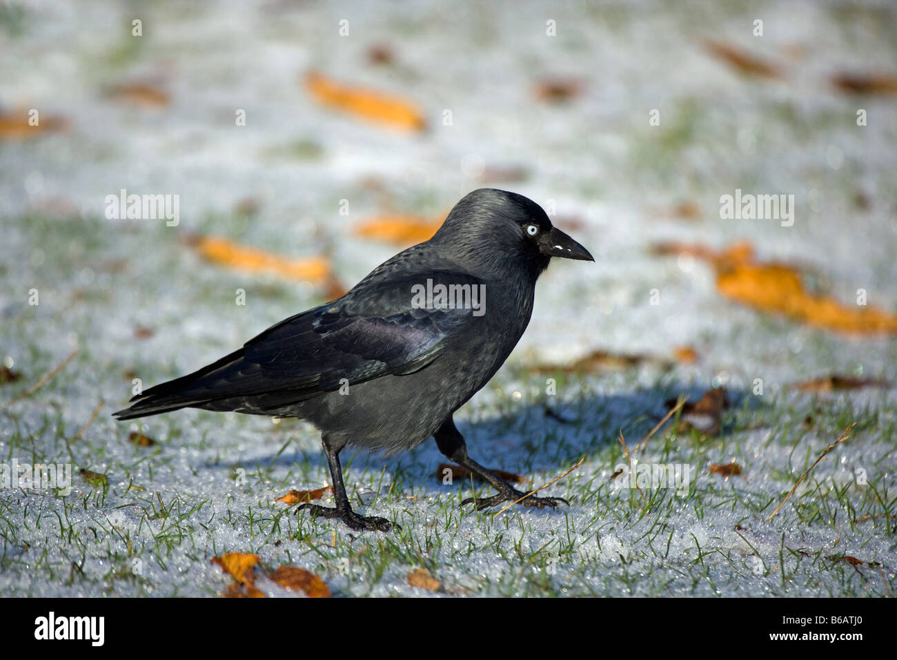 Jackdaw head feathers hi-res stock photography and images - Alamy