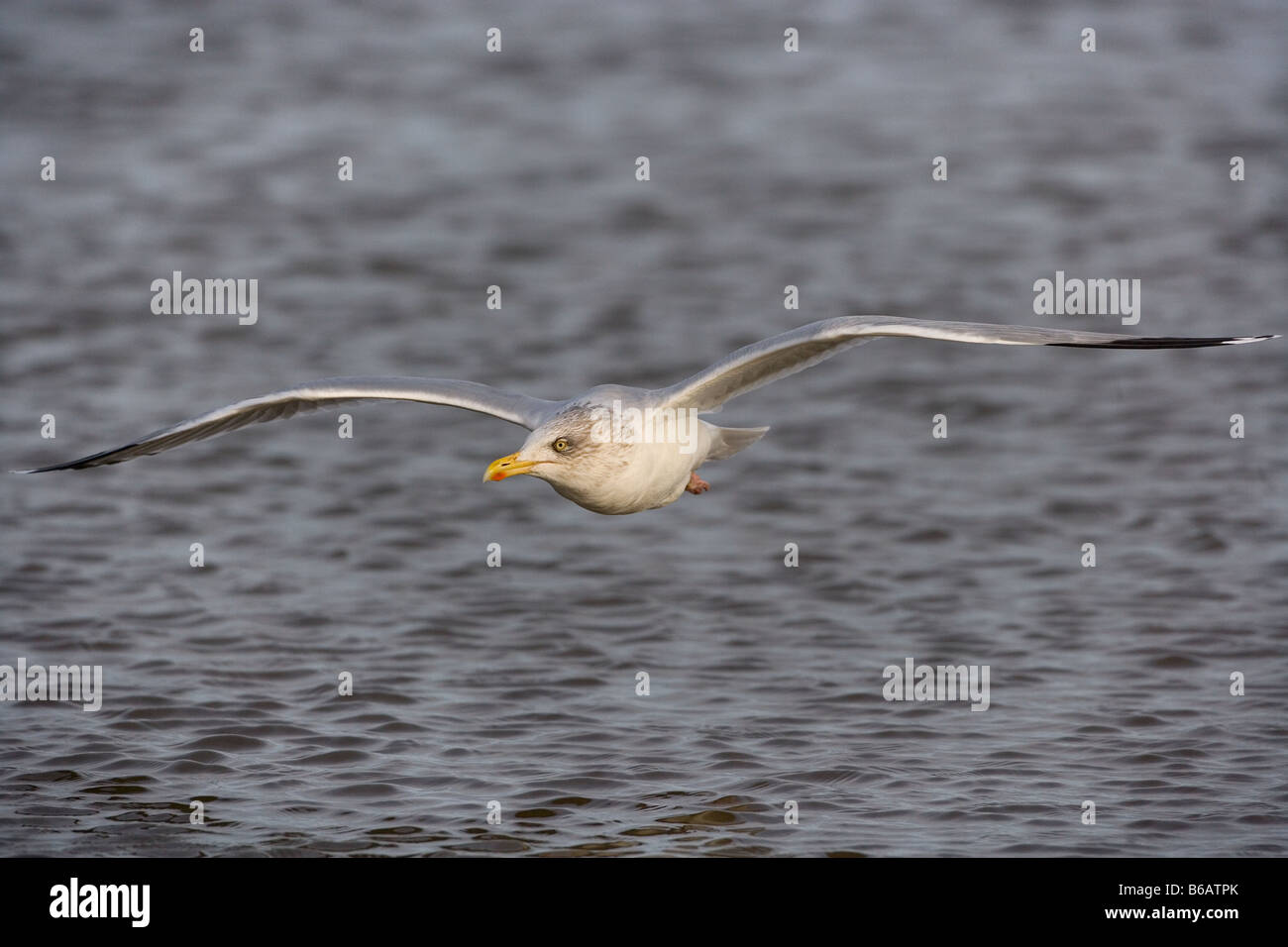Large flying bird hi-res stock photography and images - Alamy