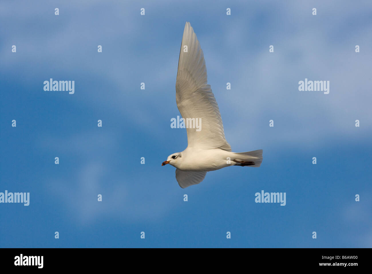 Mediterranean Gull Larus melanocephalus in Flight Stock Photo - Alamy