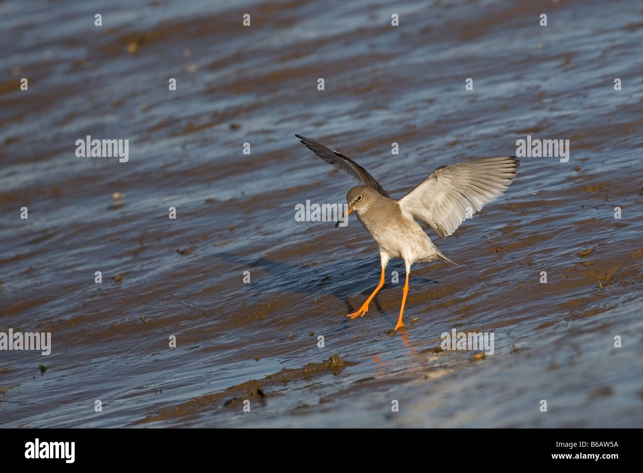 Redshank in nature reserve hi-res stock photography and images - Alamy