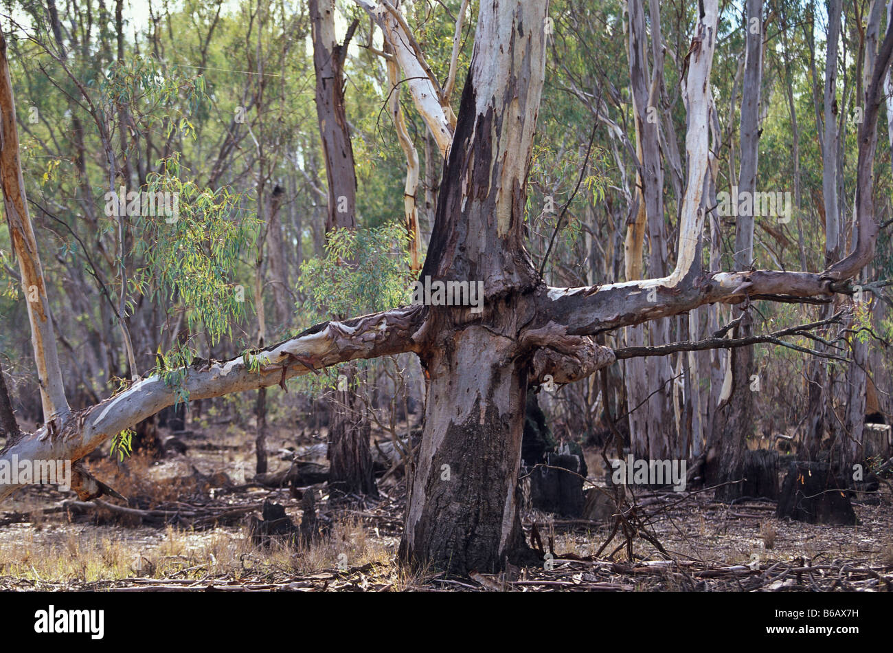 River red gum forest, Australia Stock Photo - Alamy