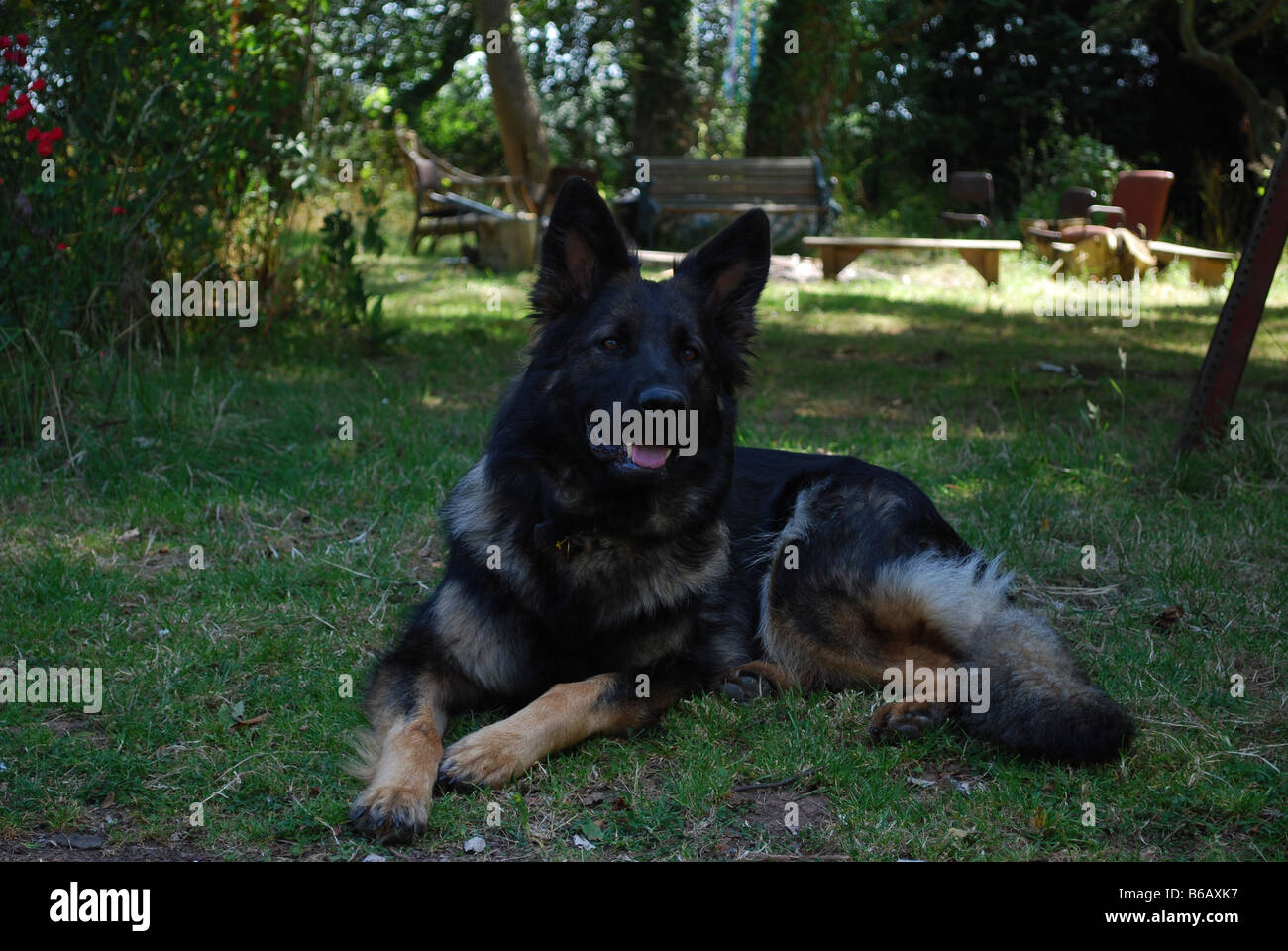 alsatian dog lying down on the lawn smiling and alert malvern ...