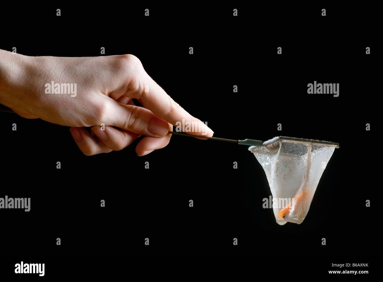 Goldfish net hi-res stock photography and images - Alamy