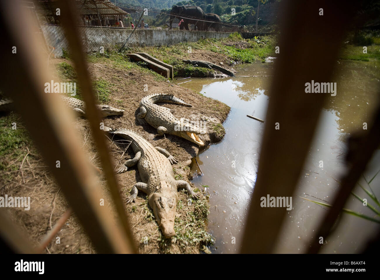 Crocodiles are pictured in a zoo in northern Burma Stock Photo - Alamy