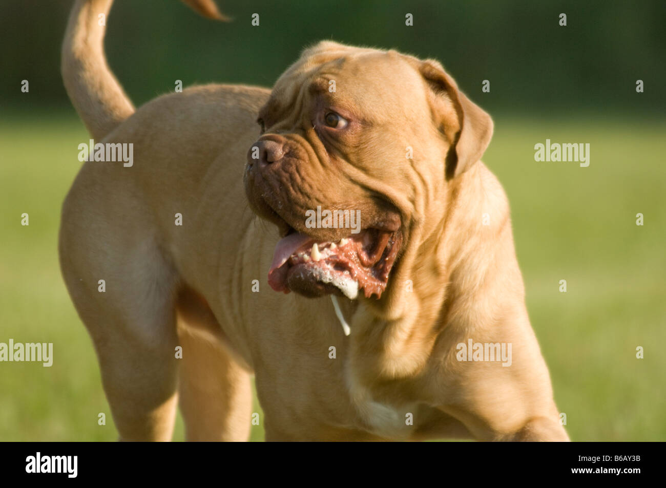 Mastif hi-res stock photography and images - Alamy