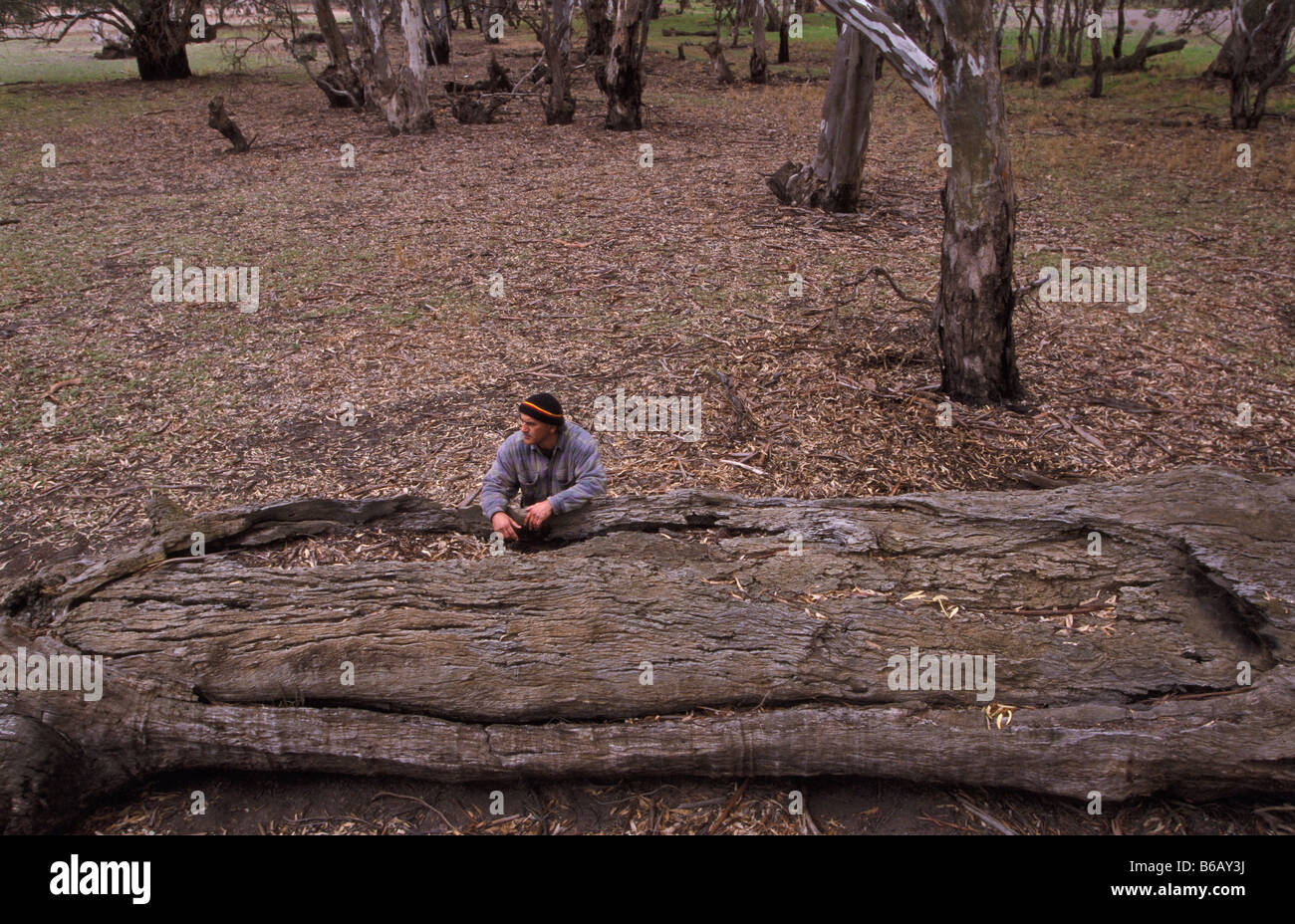 Aboriginal canoe tree australia hi-res stock photography and images - Alamy