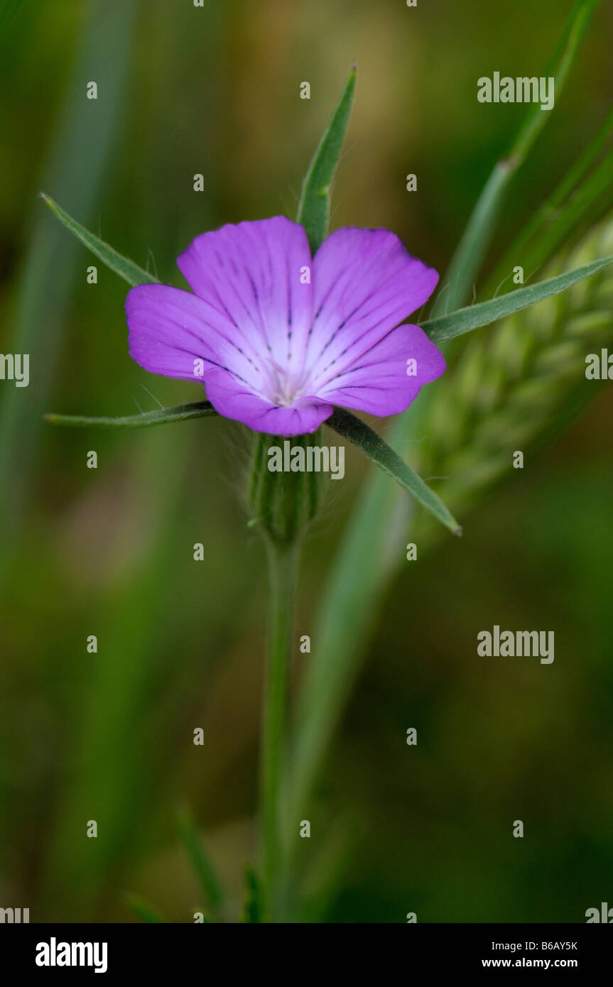 Corn cockle flower hi-res stock photography and images - Alamy
