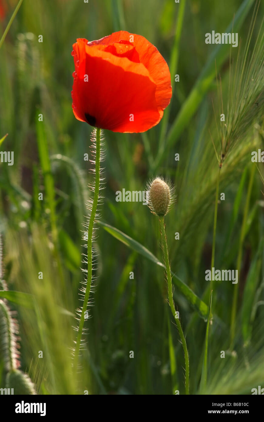 Poppy shape hi-res stock photography and images - Alamy