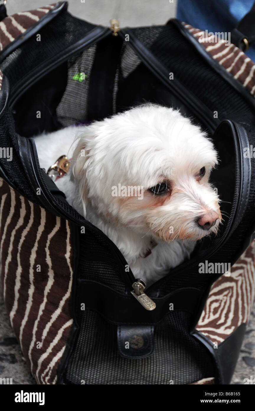 Small white dog in carrying case Stock Photo - Alamy