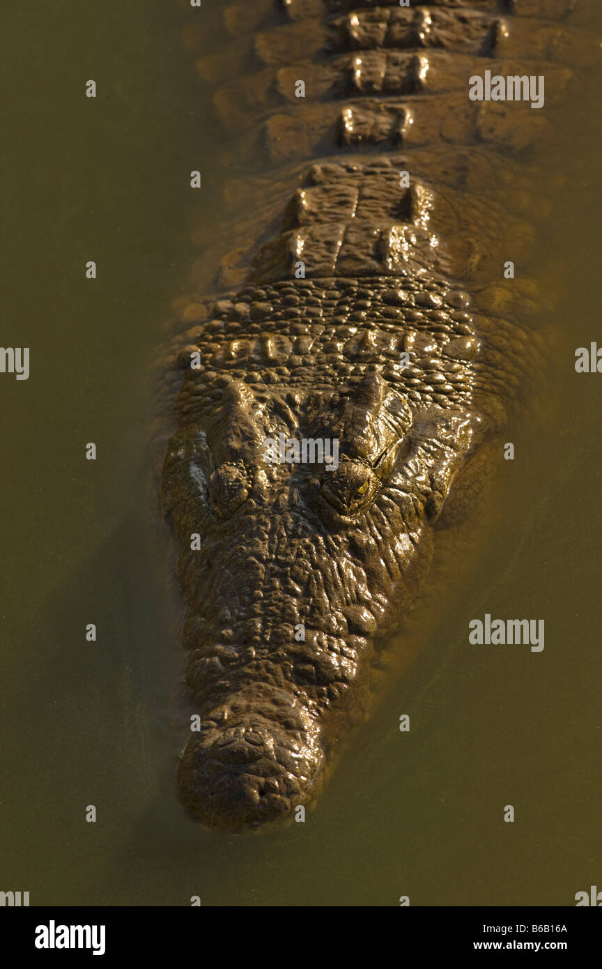 Sleeping Crocodile High Resolution Stock Photography and Images - Alamy