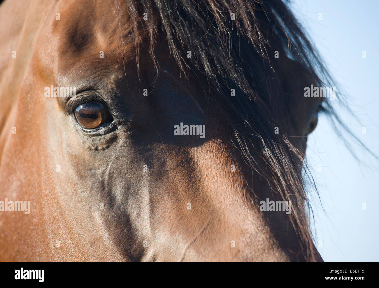 Horse eyes hi-res stock photography and images - Alamy