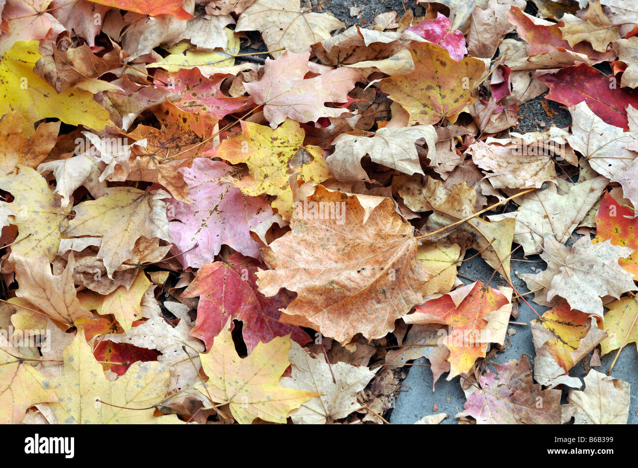 Many colored leaves hi-res stock photography and images - Alamy