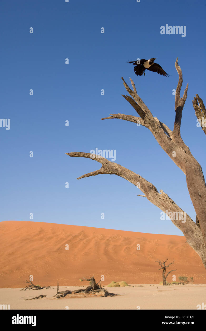 Birdlife and landscapes hi-res stock photography and images - Alamy
